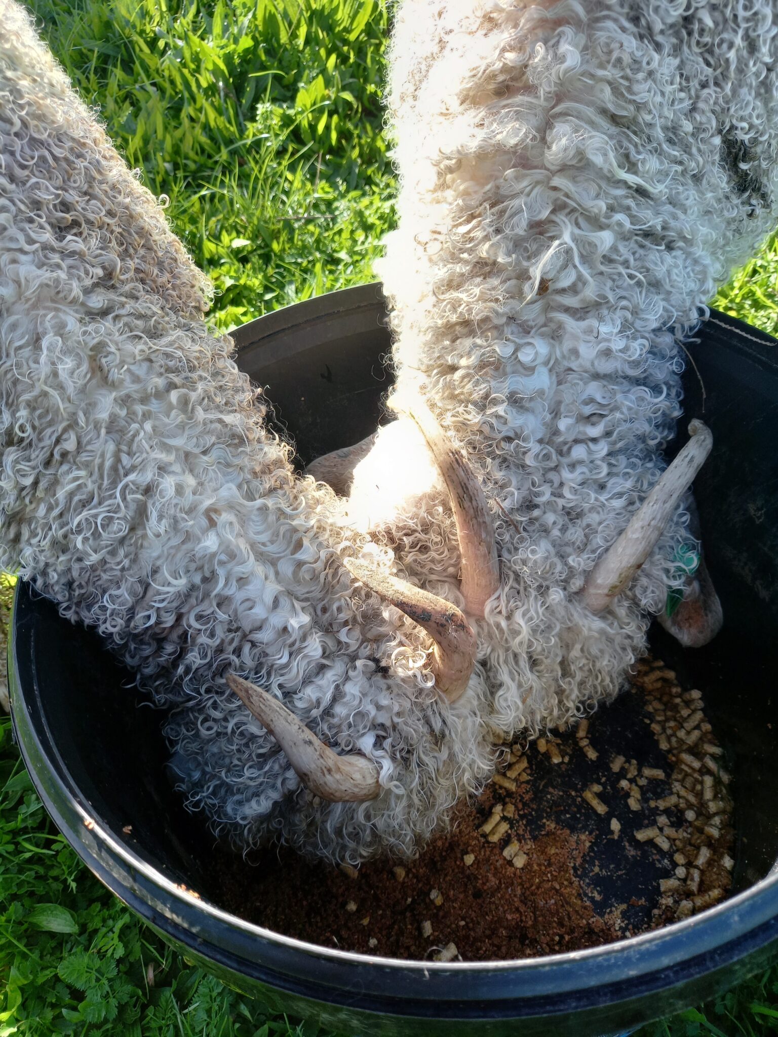 Angora Nutrition - Mohair Producers NZ
